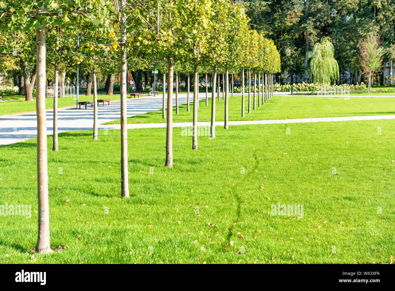 Young trees in green sunny park Stock Photo - Alamy