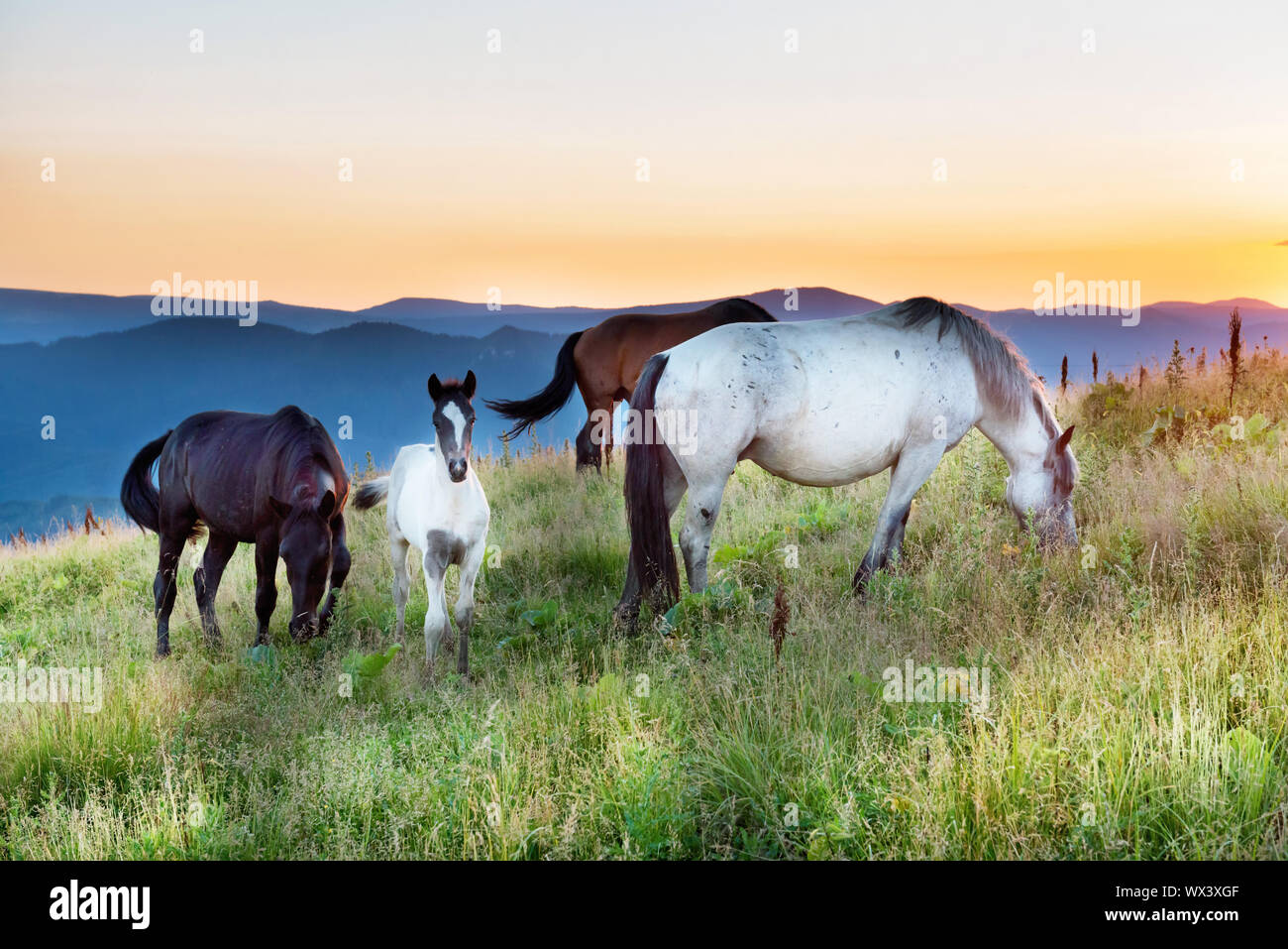 Grazing and beautiful scenery hi-res stock photography and images - Alamy