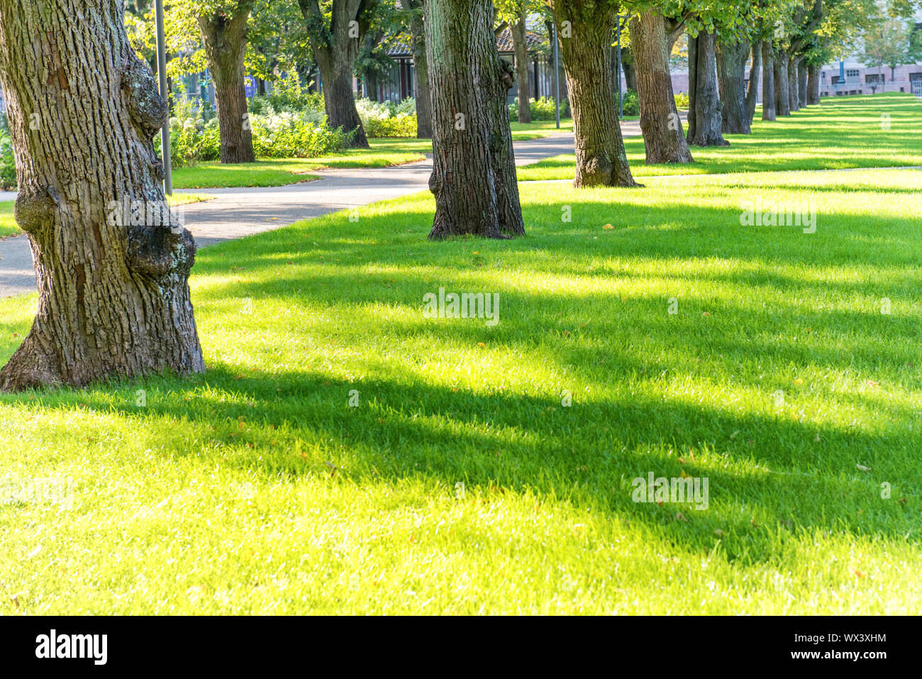 Green sunny park with trees Stock Photo - Alamy
