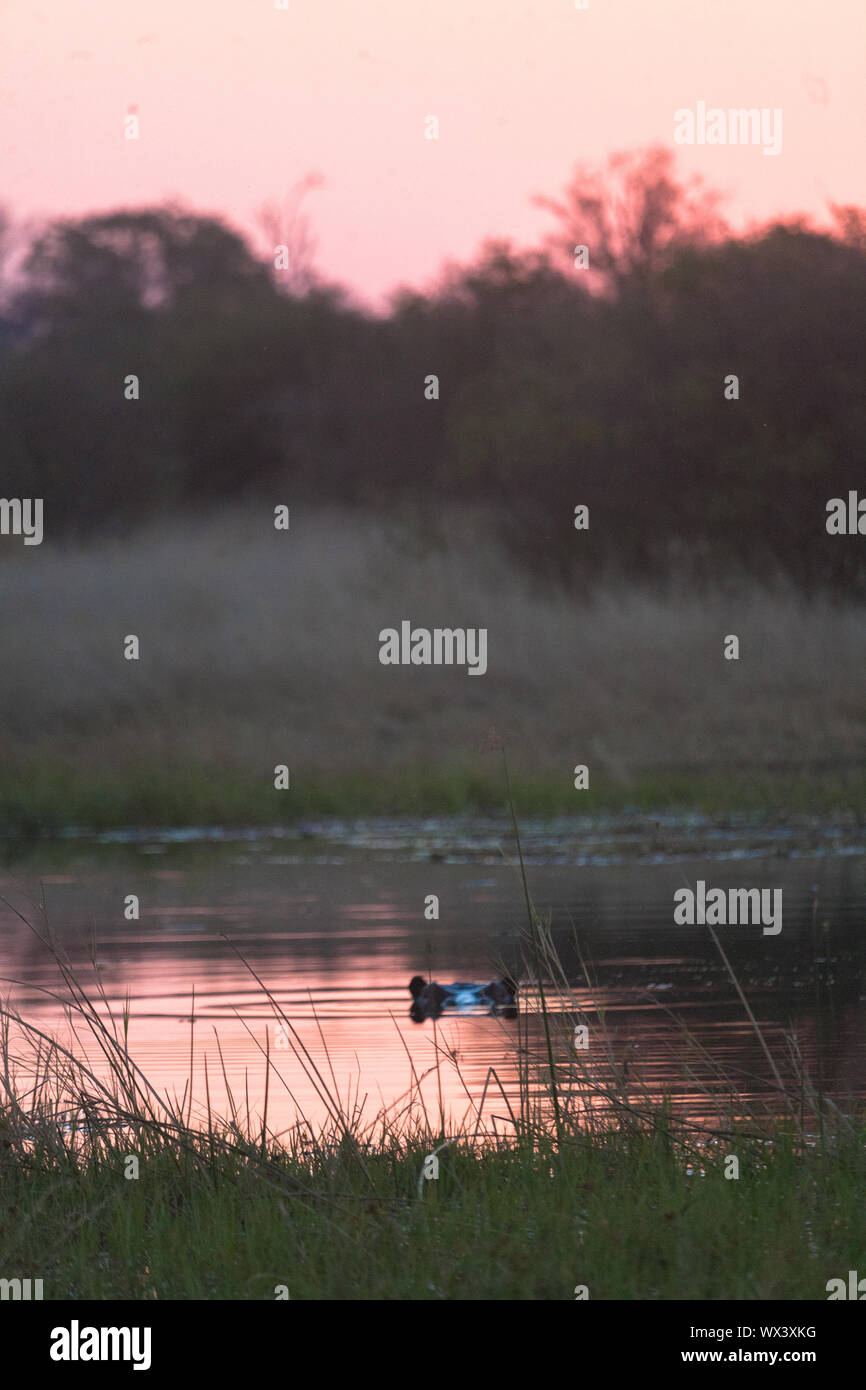 Sunset congo river hi-res stock photography and images - Alamy