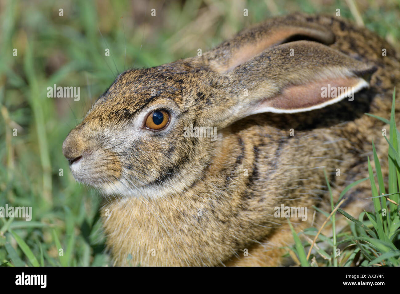 African hare hi-res stock photography and images - Alamy