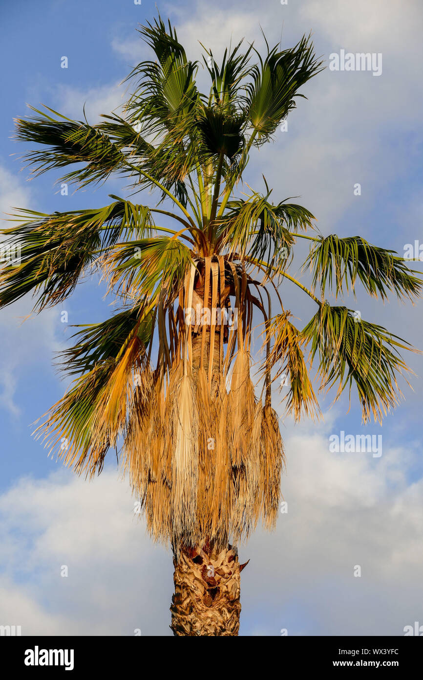 Green Palm Canarian Tree Stock Photo - Alamy