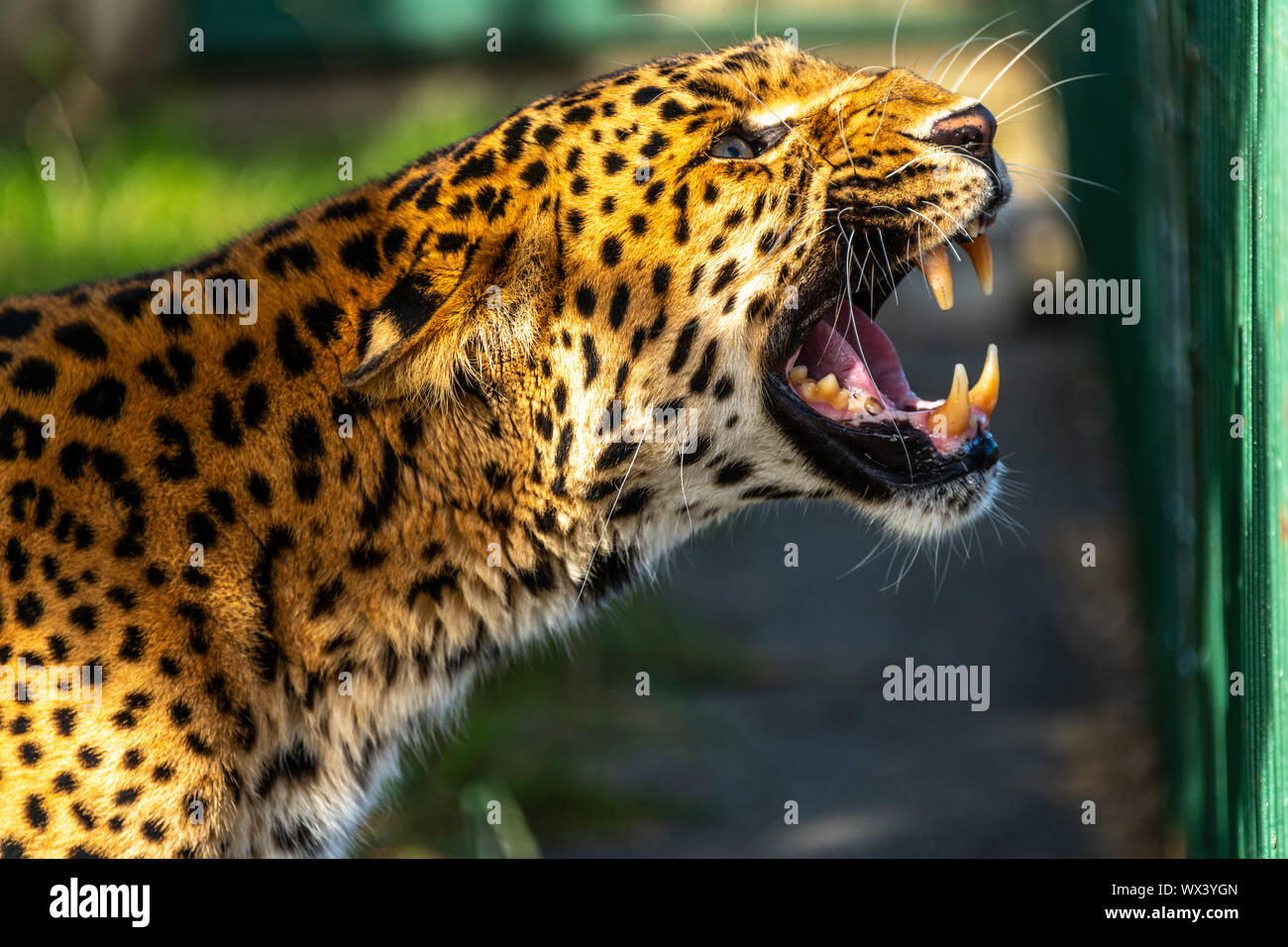 Snarling leopard hi-res stock photography and images - Alamy