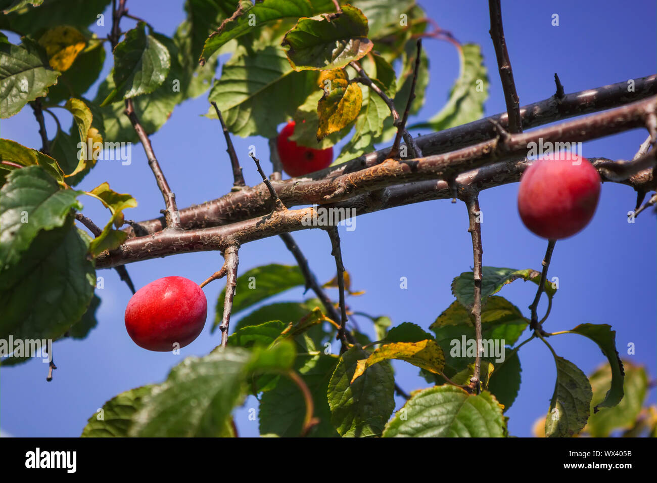 Prunus cerasifera autumn hi-res stock photography and images - Alamy