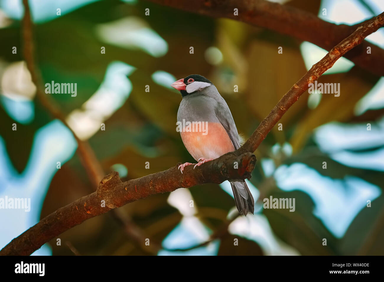 Java Sparrow (Lonchura Oryzivora Stock Photo - Alamy