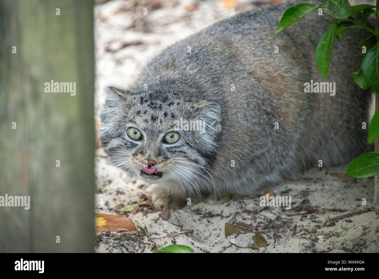 Pallas cat hi-res stock photography and images - Alamy