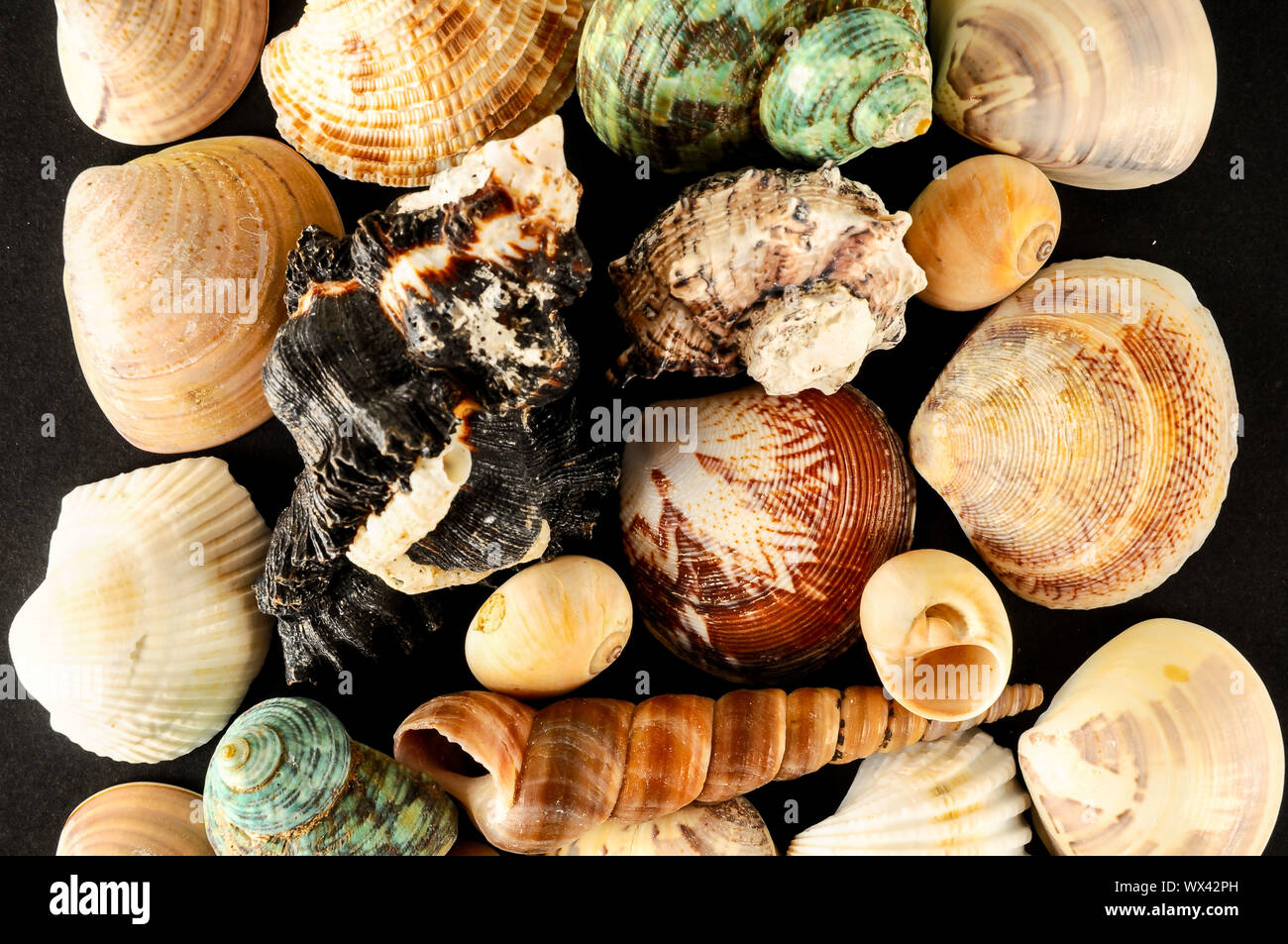 Seashell background texture Stock Photo - Alamy