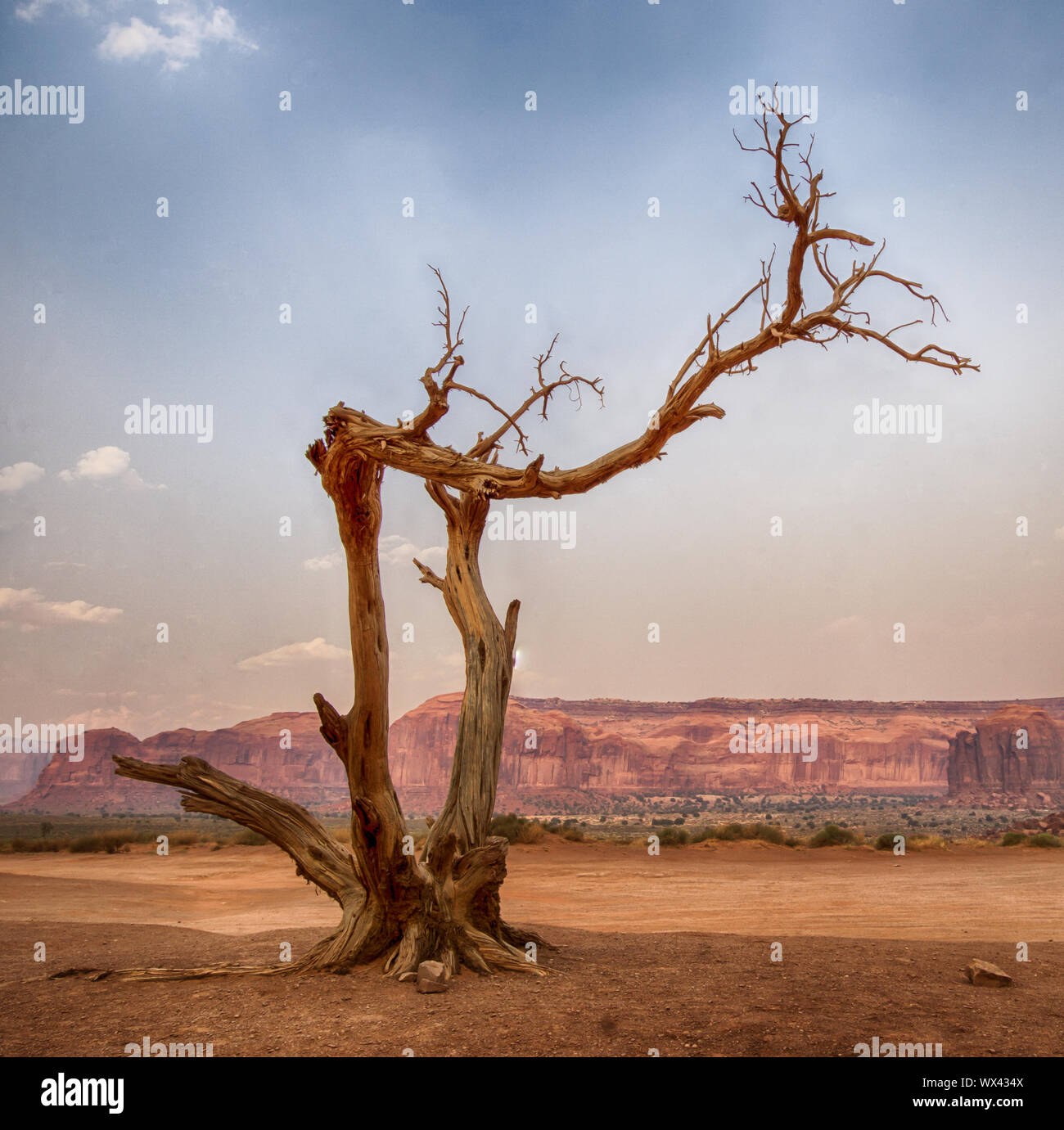 single dead tree in Monument Valley with red rock mesa behind Stock ...