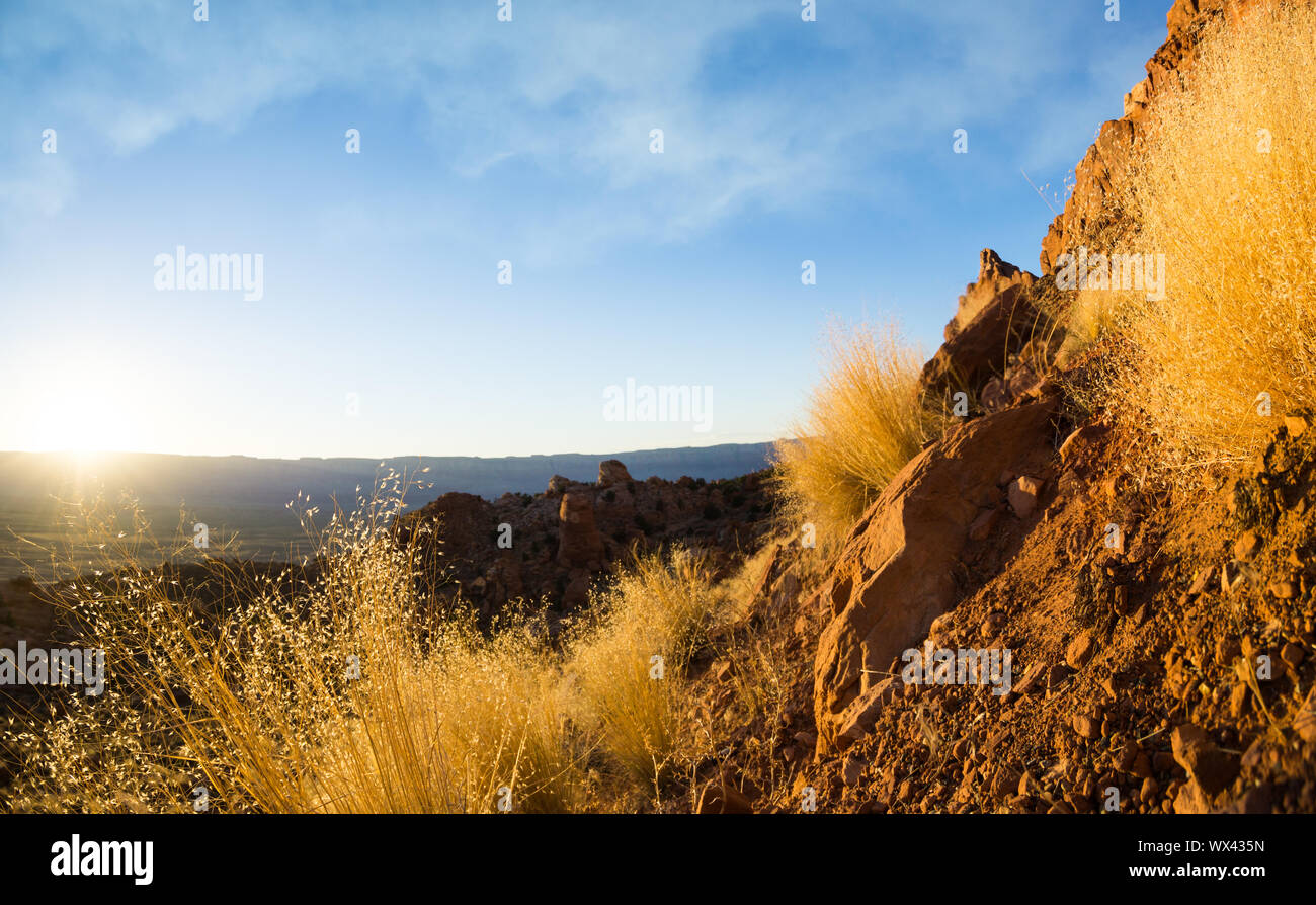Bush page hi-res stock photography and images - Alamy