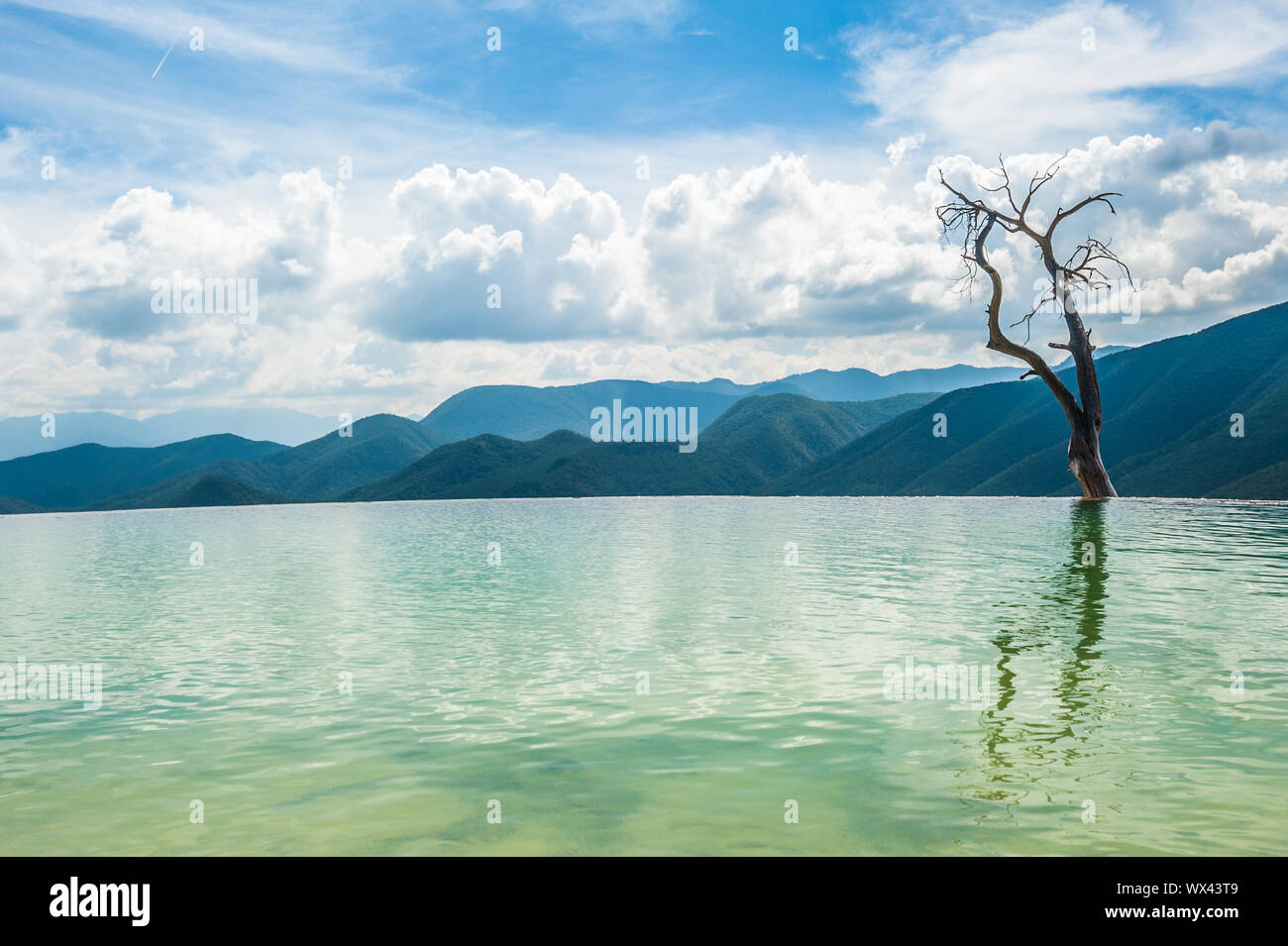 Tree in the water in Hierve el Agua, natural rock formations in the ...