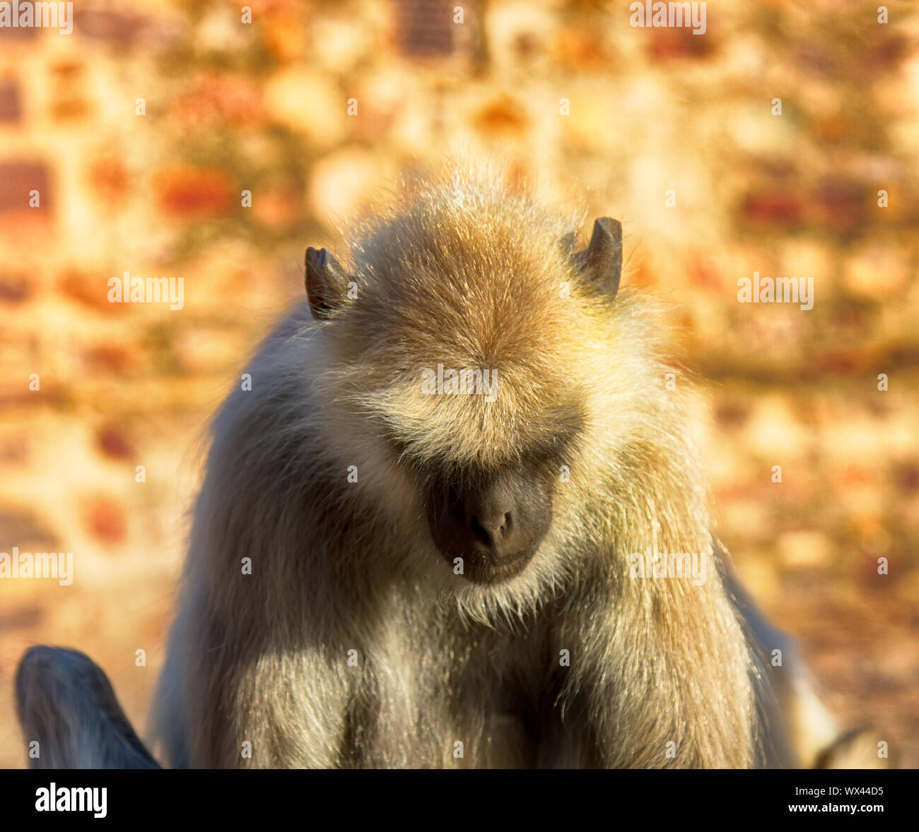Cautious animals hi-res stock photography and images - Alamy