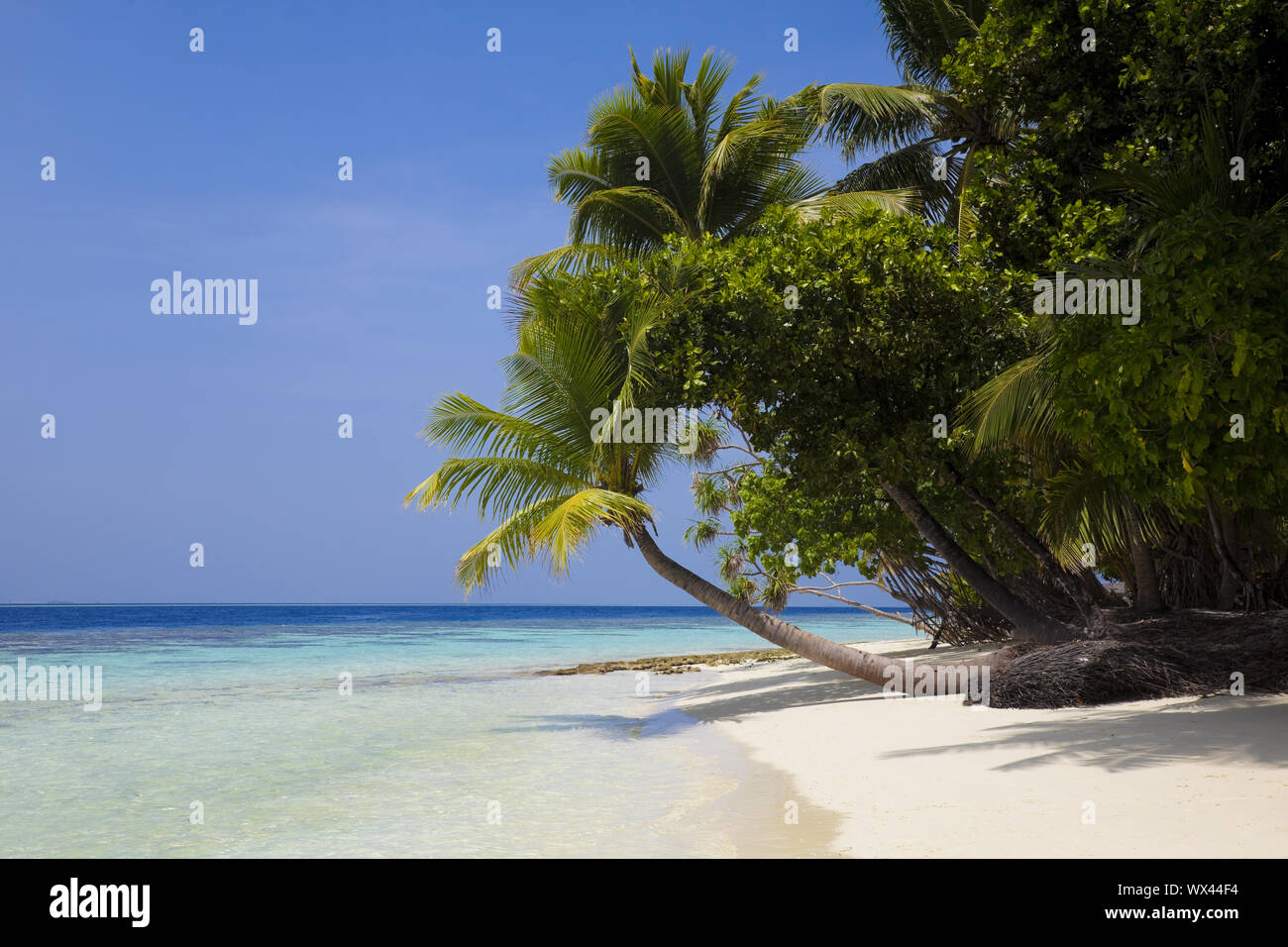 Rest under the palm trees hi-res stock photography and images - Alamy