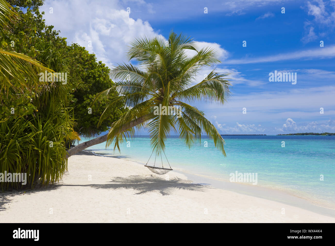 Beautiful indian trees hi-res stock photography and images - Alamy