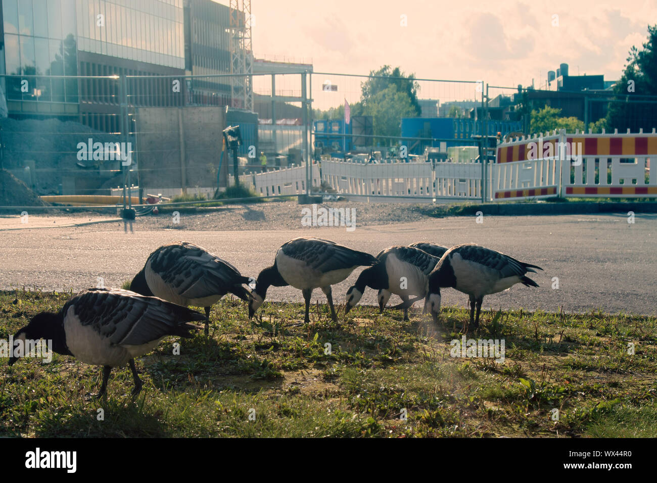 Race geese running hi-res stock photography and images - Alamy