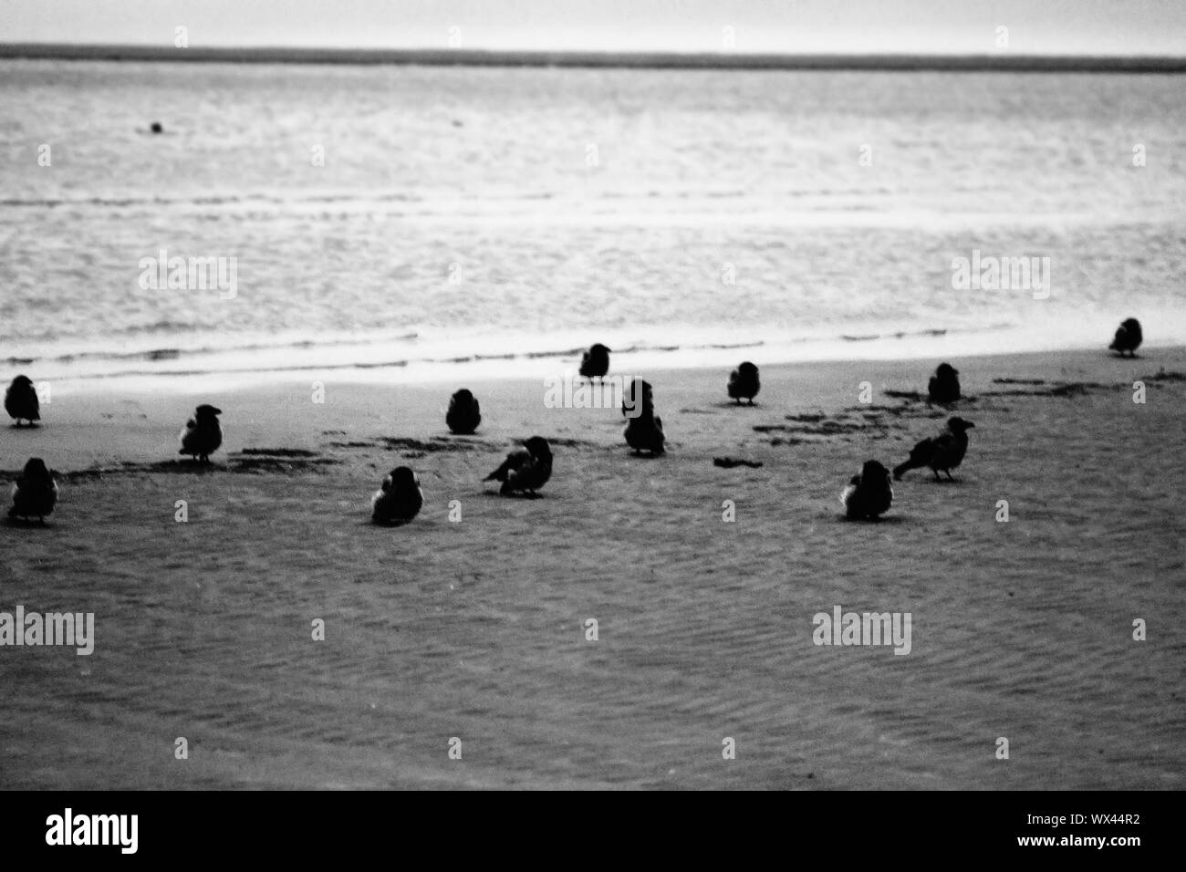 Crow night Black and White Stock Photos & Images - Alamy