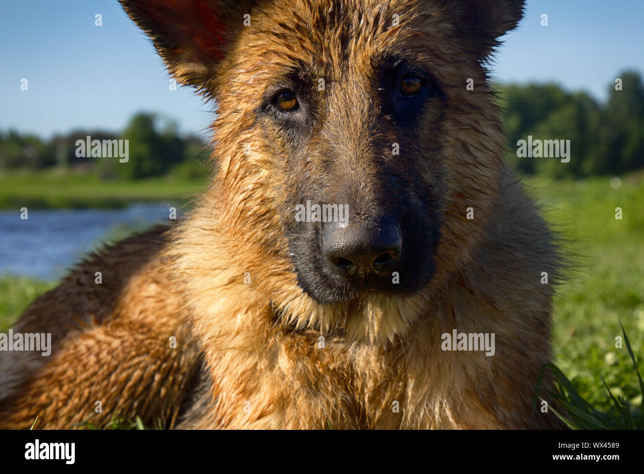 Healthy purebred dog photographed outdoors Stock Photo - Alamy