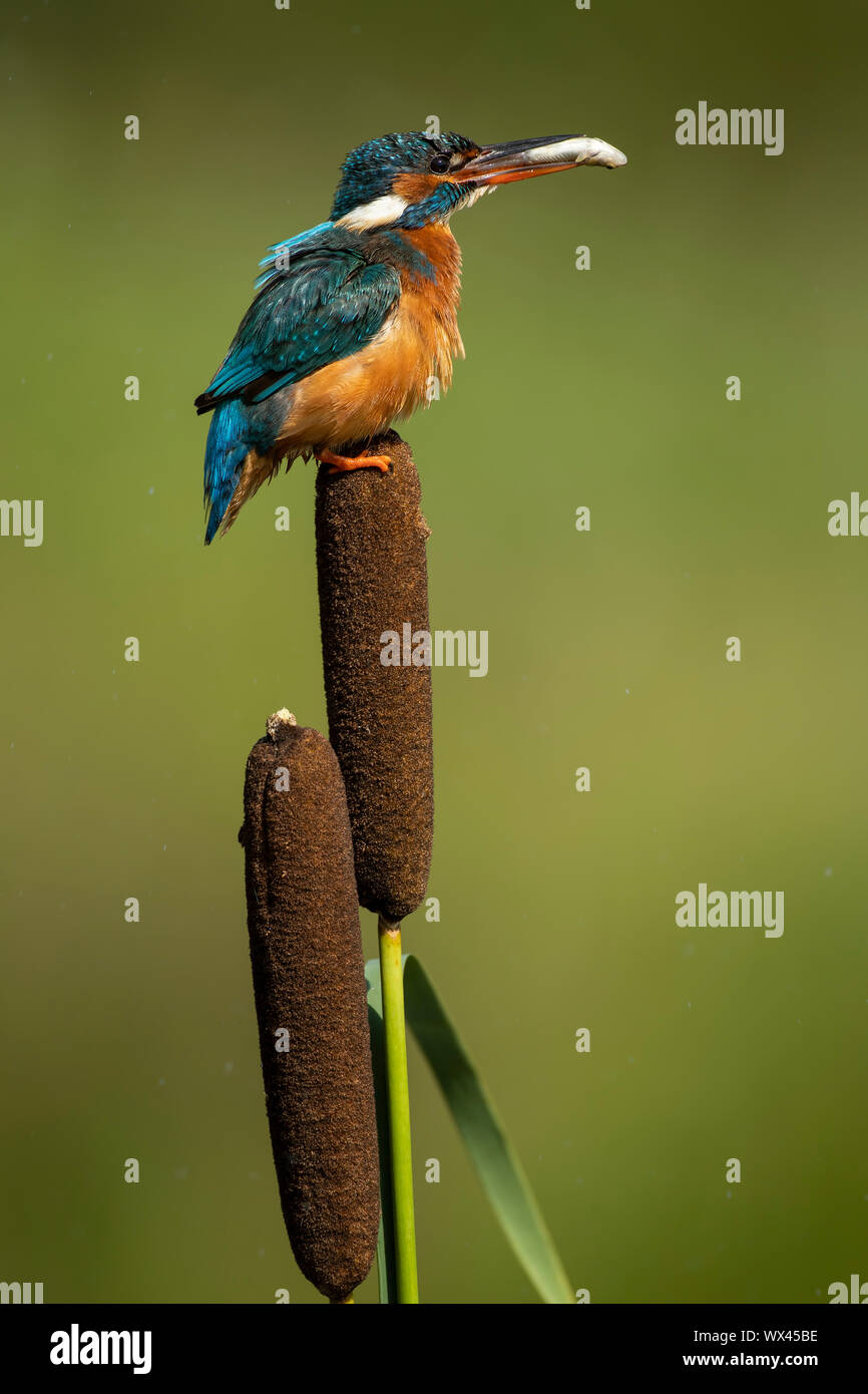 Bull bull bird hi-res stock photography and images - Alamy