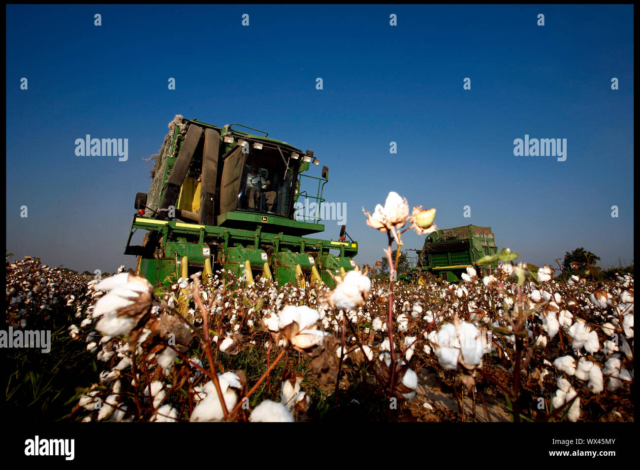 Cotton harvesters on a cotton field Stock Photo - Alamy