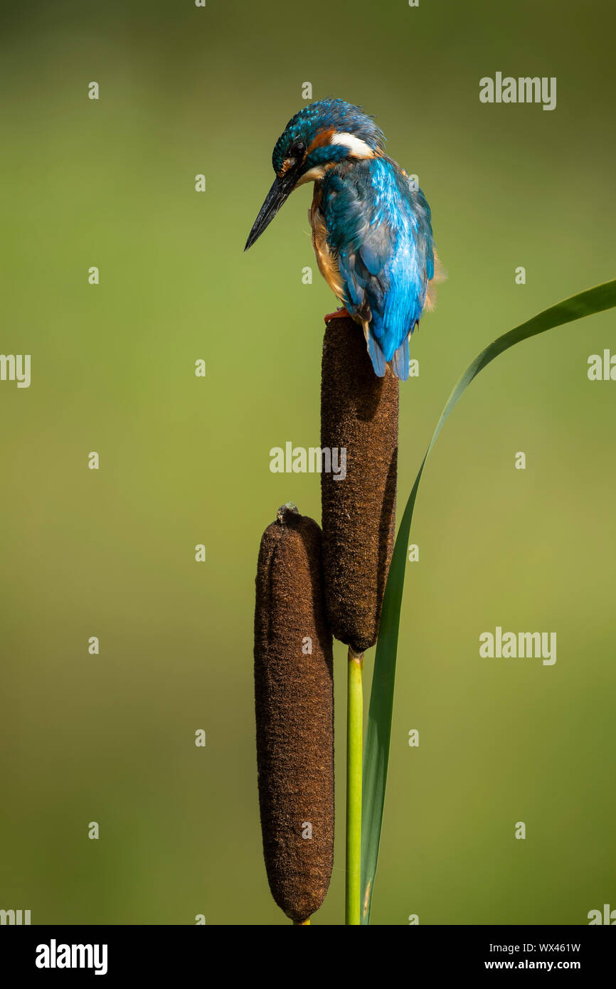 Bull bull bird hi-res stock photography and images - Alamy