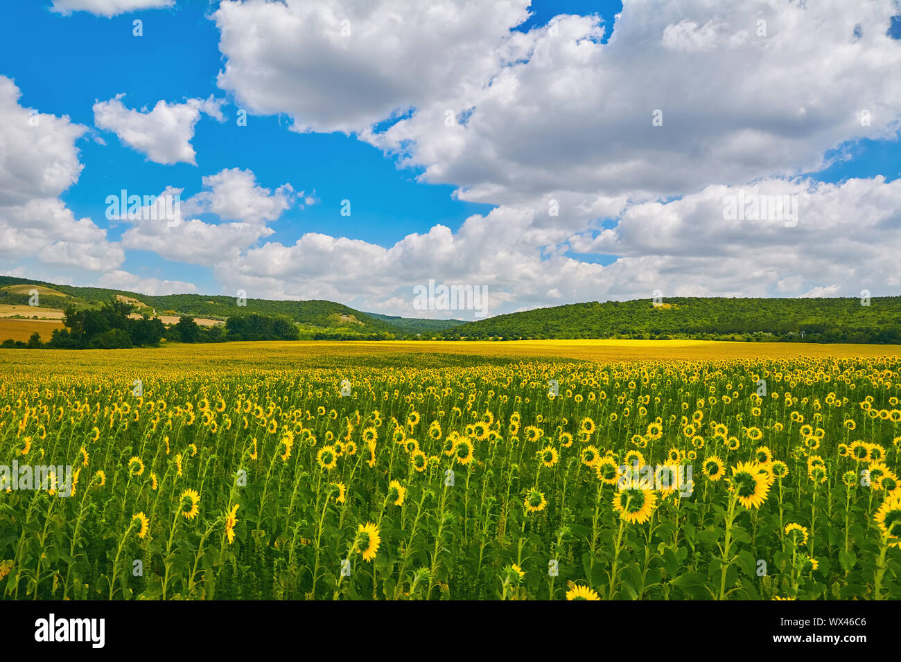 Sunflowers Field in Bulgaria Stock Photo - Alamy