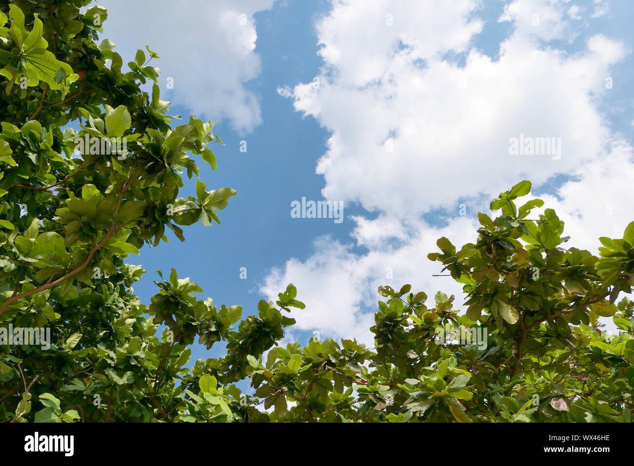 Sky and tree Stock Photo - Alamy