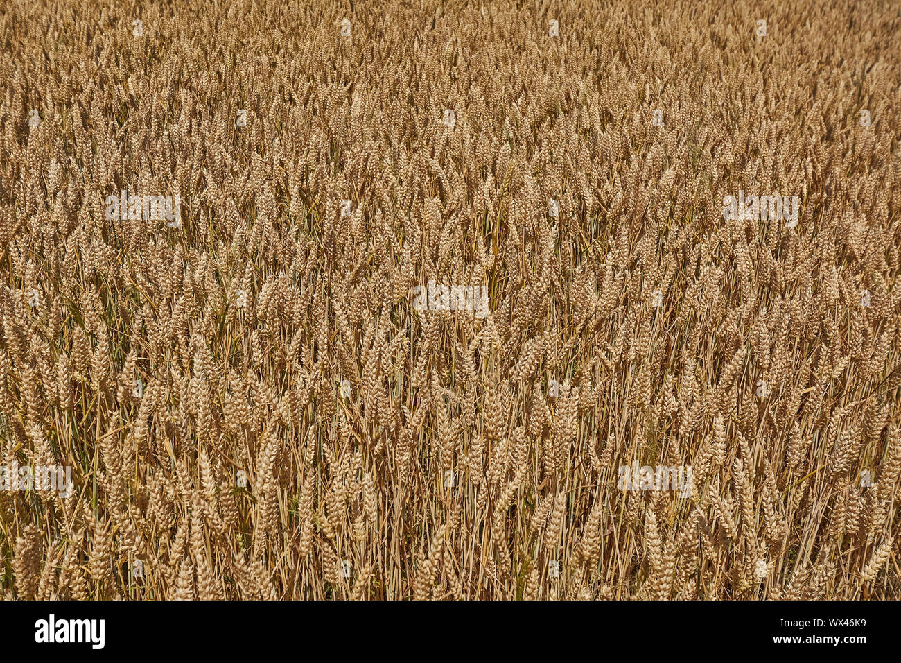 Field of Rye Stock Photo - Alamy