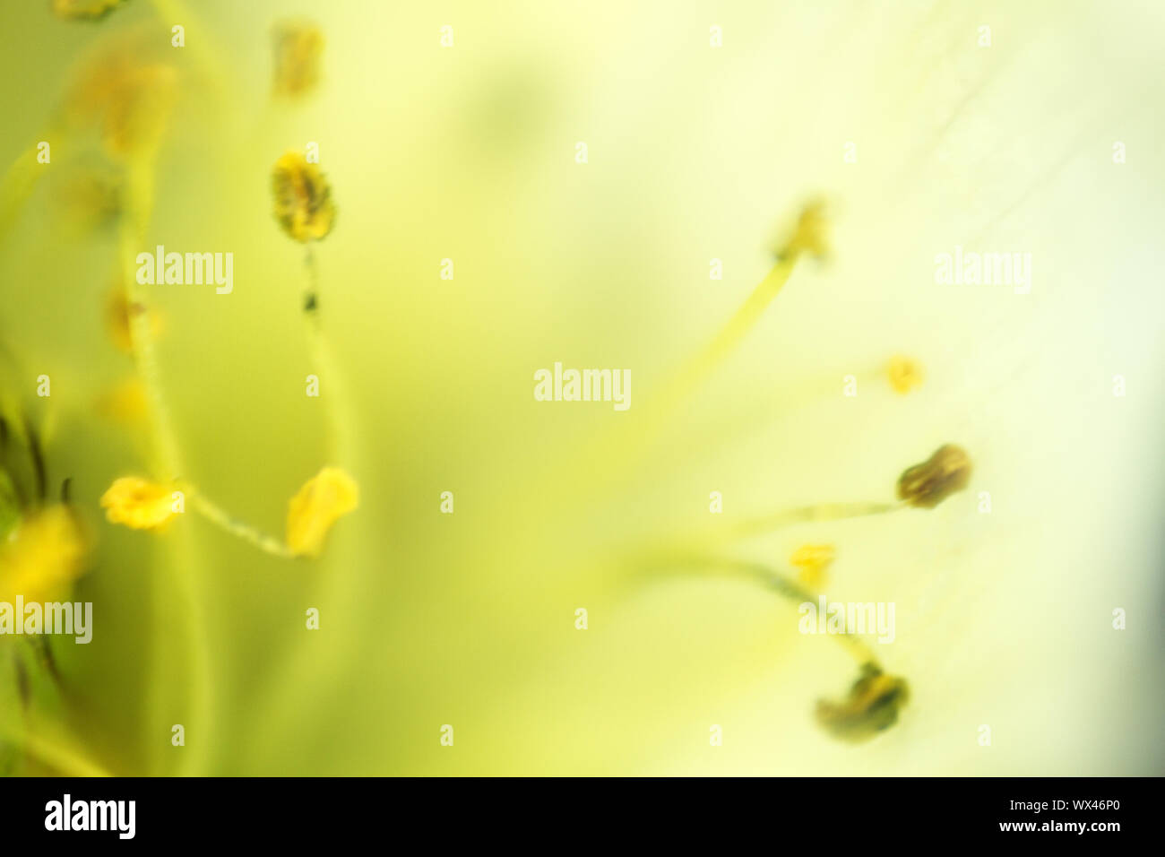 Photographing inside a microscopic flower 4 mm Stock Photo - Alamy