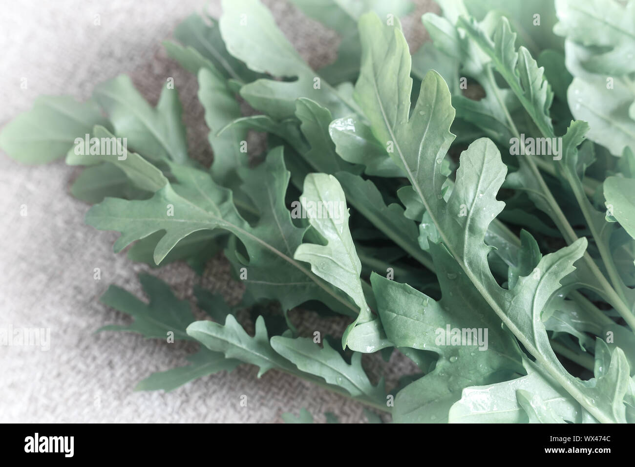 Arugula plant hi-res stock photography and images - Alamy