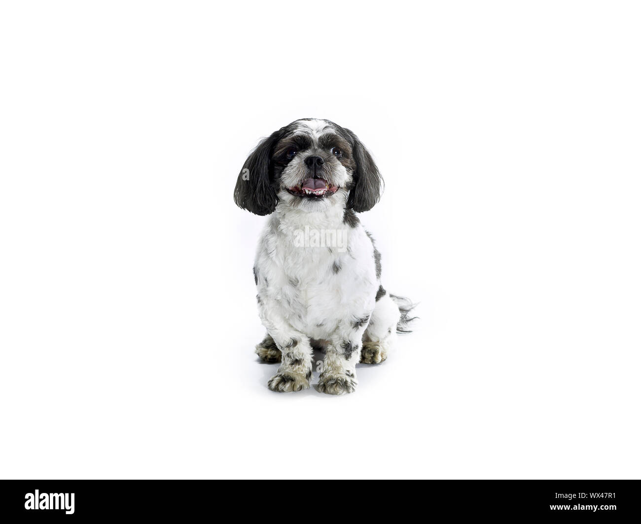 A sitting Shih Poo isolated on a white background Stock Photo - Alamy
