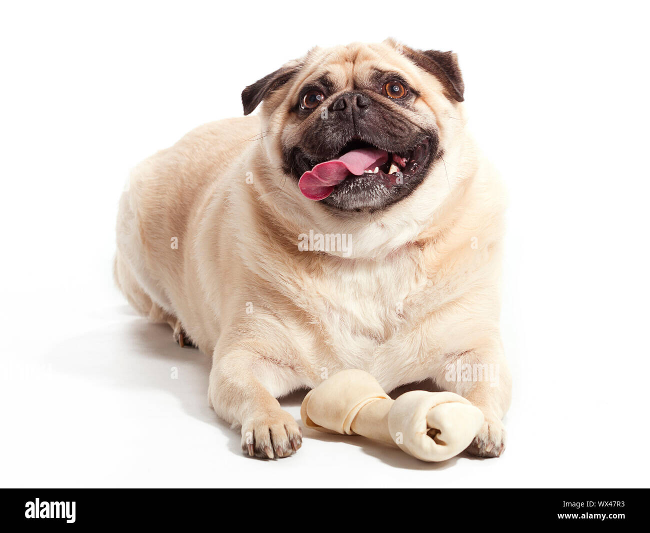 A pug laying on floor with a bone Stock Photo - Alamy