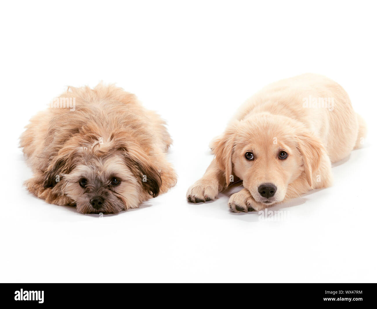 A Golden Retriever puppy relaxing on floor Puppy looking at the camera ...