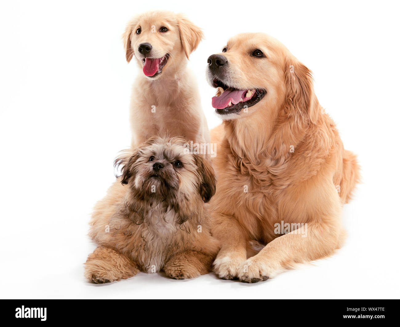 Golden poo hi-res stock photography and images - Alamy