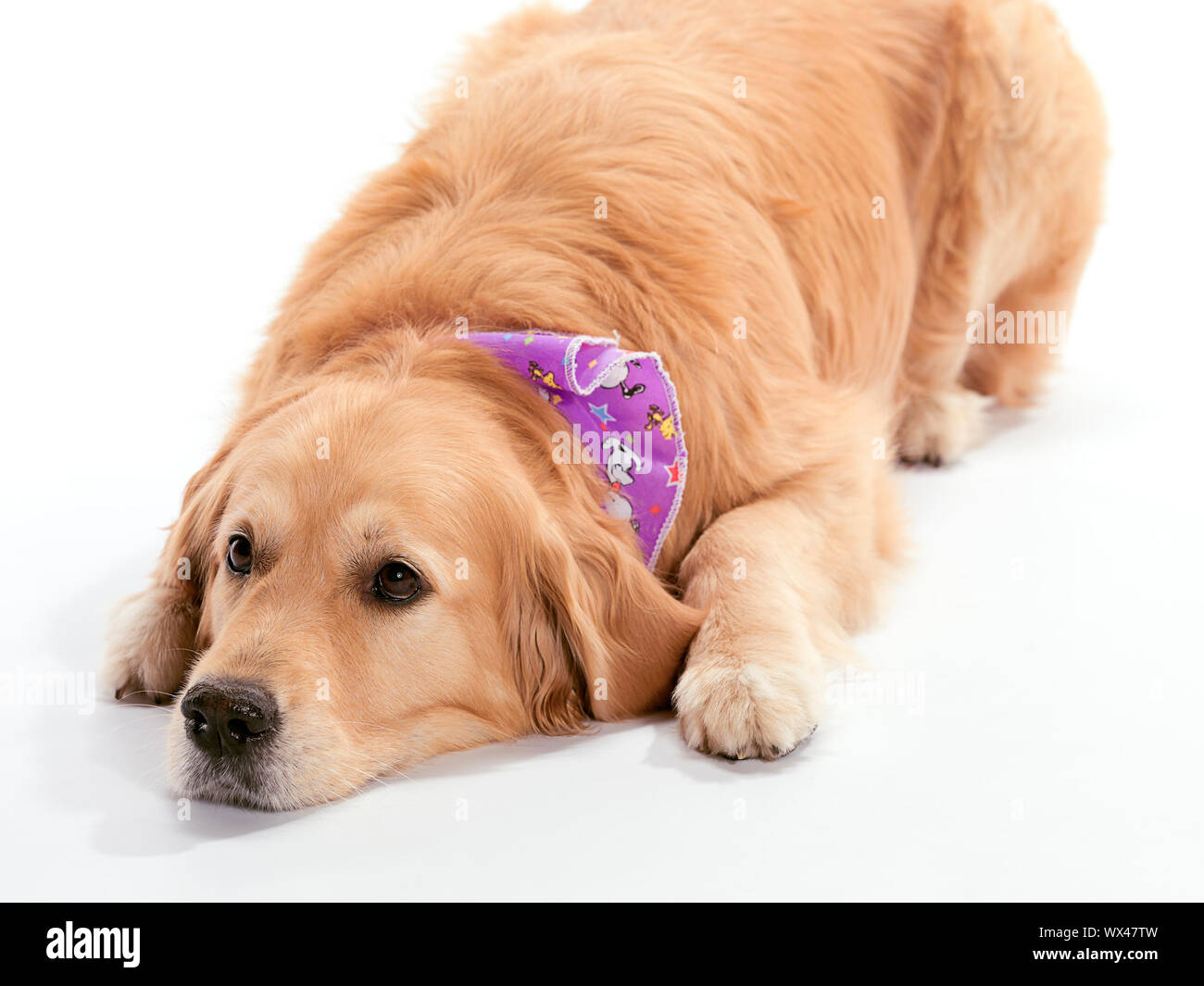 A tired Golden Retriever on a white background Stock Photo - Alamy