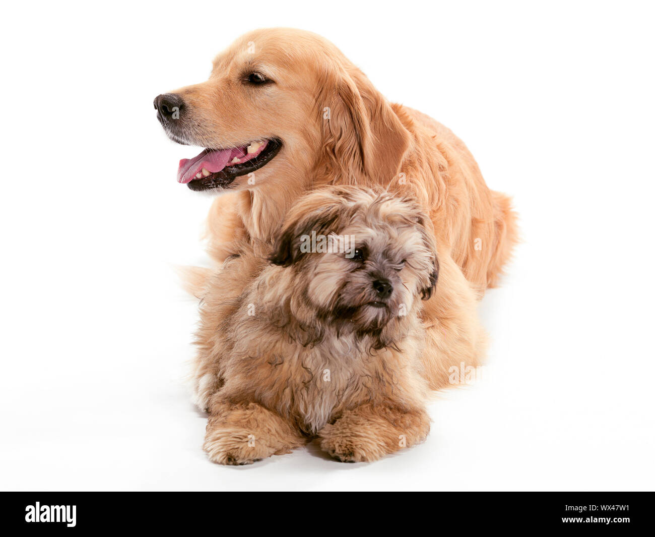 Golden poo hi-res stock photography and images - Alamy
