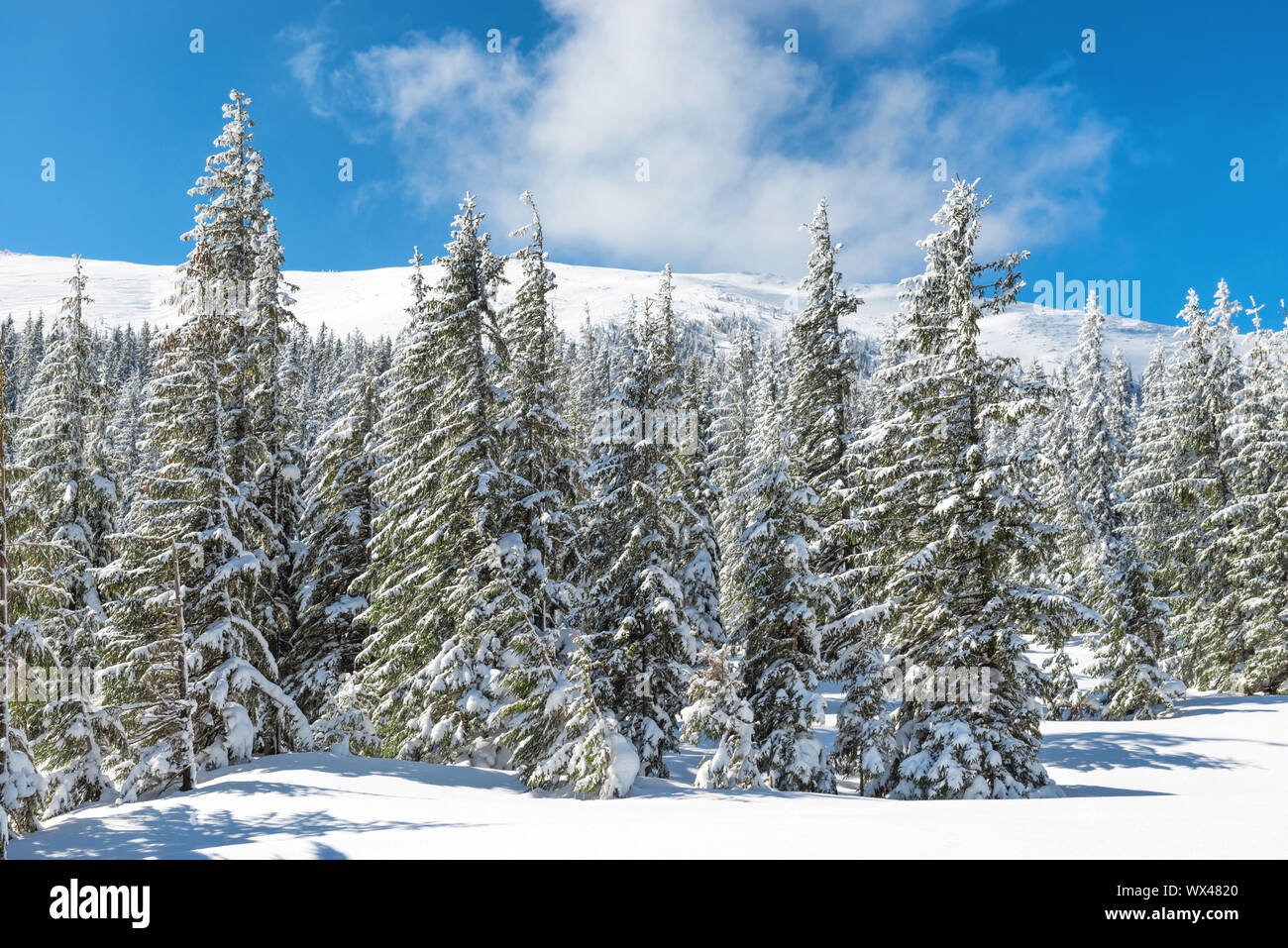 Winter pine trees in snow Stock Photo - Alamy