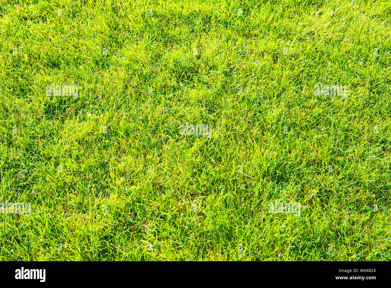 Green grass texture Stock Photo - Alamy