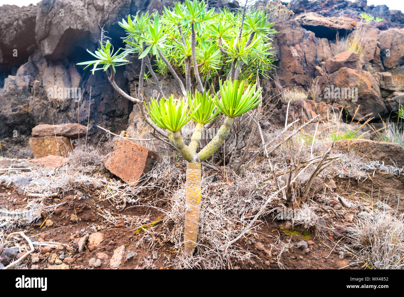 Succulent plant growing in rocks Stock Photo - Alamy
