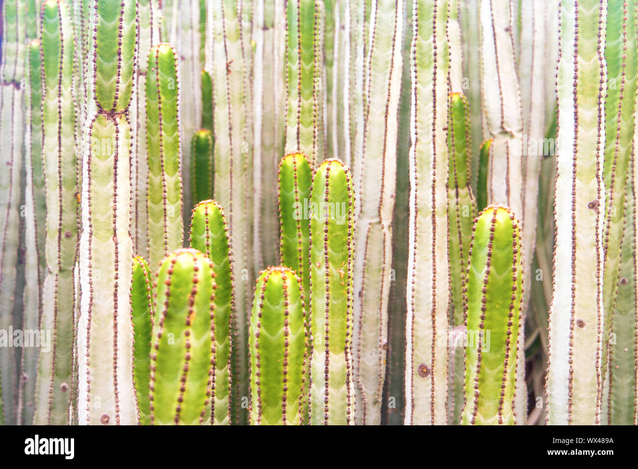 Close-up view of many trunks of spurge cactus Stock Photo - Alamy
