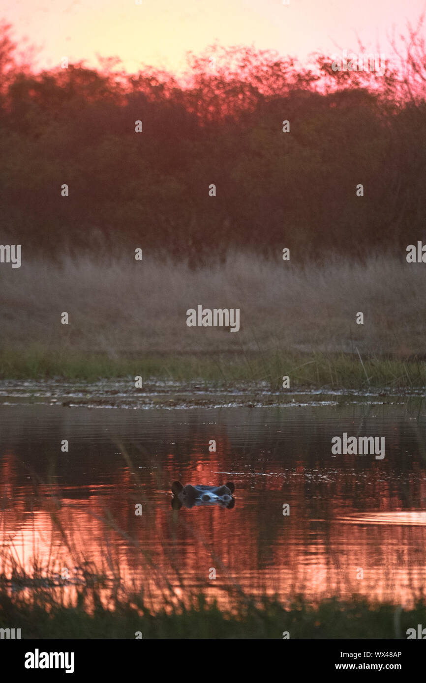 Sunset congo river hi-res stock photography and images - Alamy