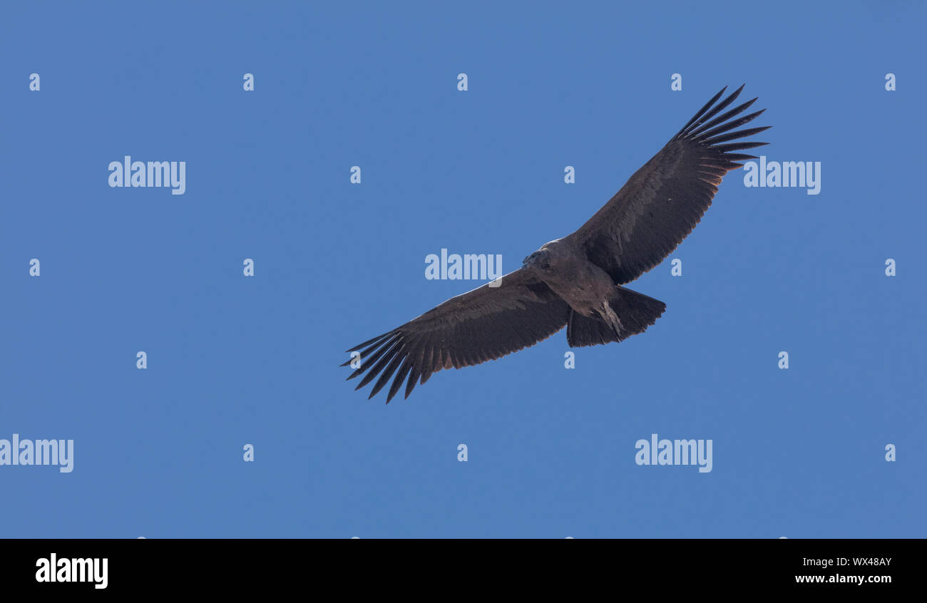 Condor flying in Peru Stock Photo - Alamy