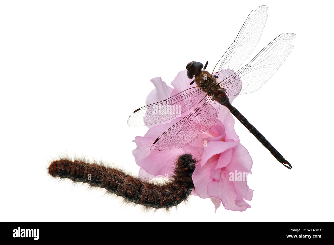 Hairy thorax and head Cut Out Stock Images & Pictures - Alamy