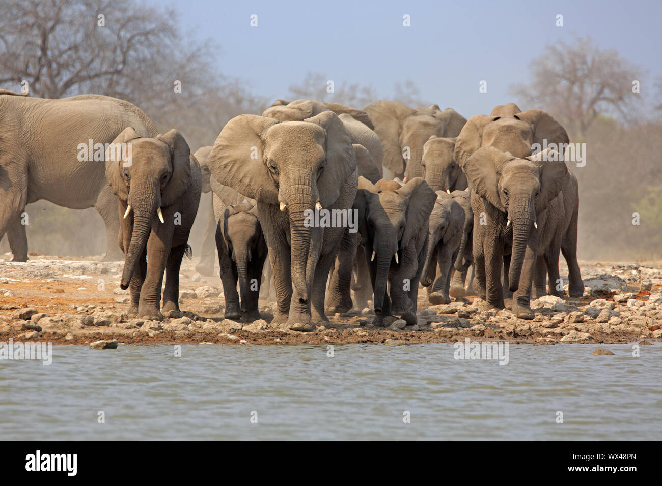 A herd of elephants at the waterhole klein Namutoni in the Etosha National Park in Namibia Stock ...