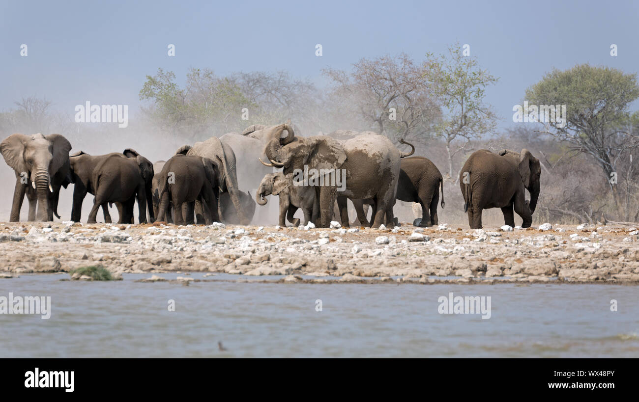 A herd of elephants at the waterhole klein Namutoni in the Etosha National Park in Namibia Stock ...