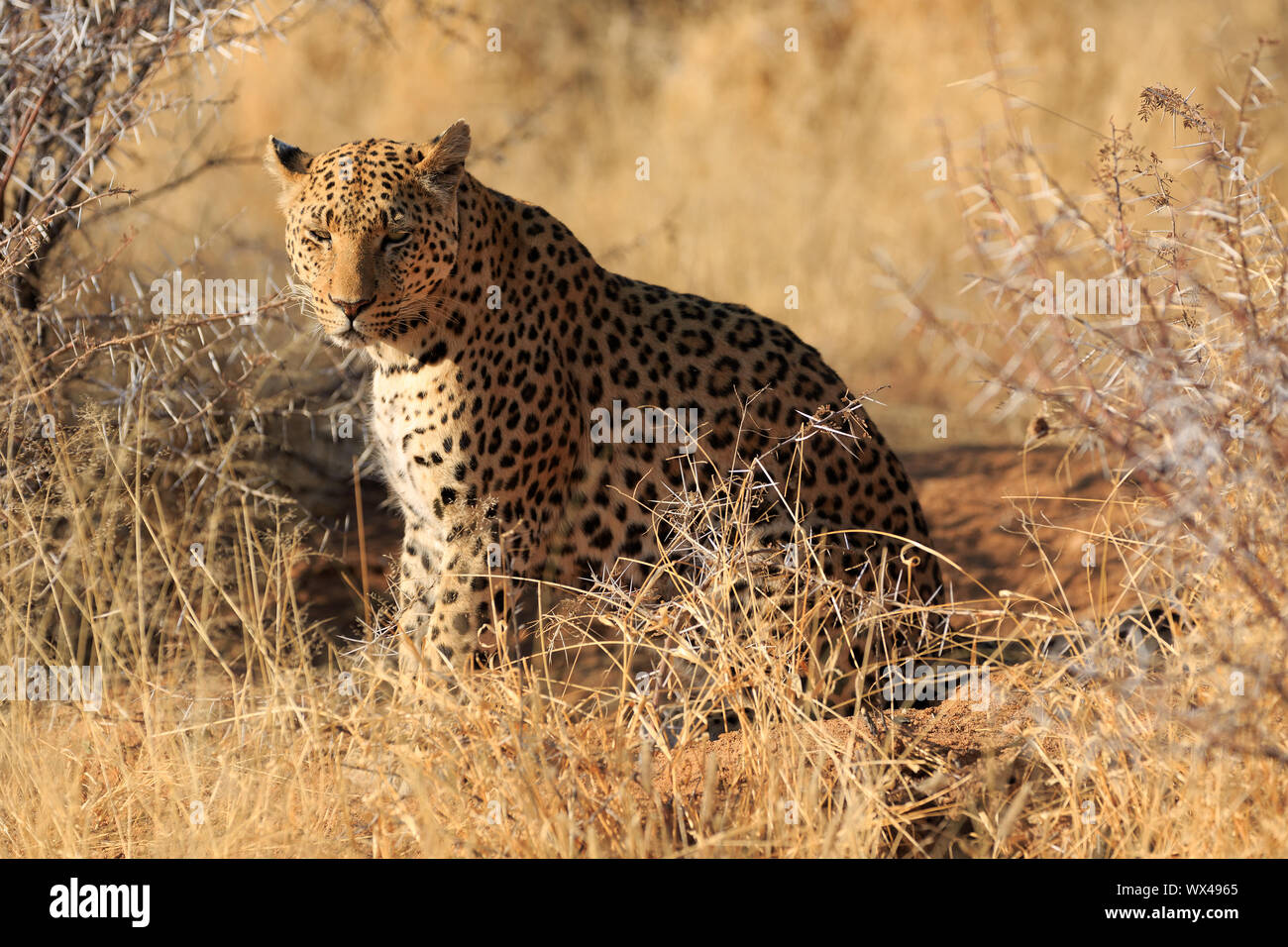Leopard in the African bush in Namibia Stock Photo - Alamy