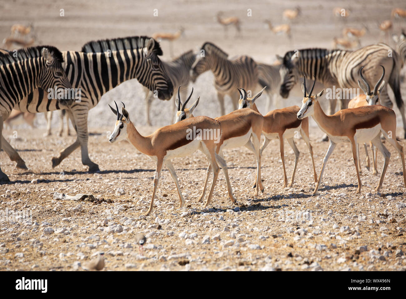 A herd of springboks drinking at a waterhole Stock Photo - Alamy