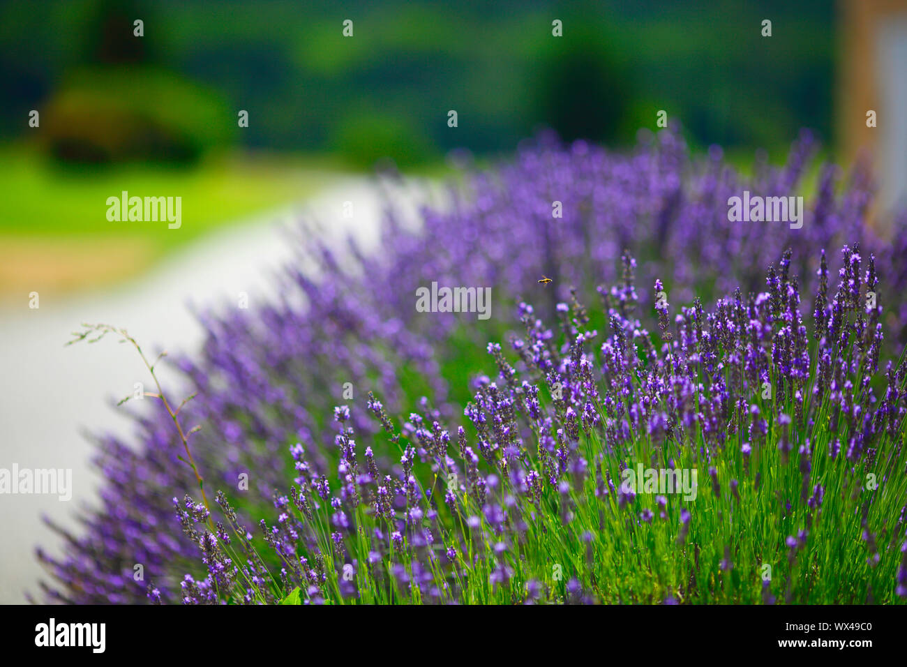 Lavender flowers close up Stock Photo - Alamy
