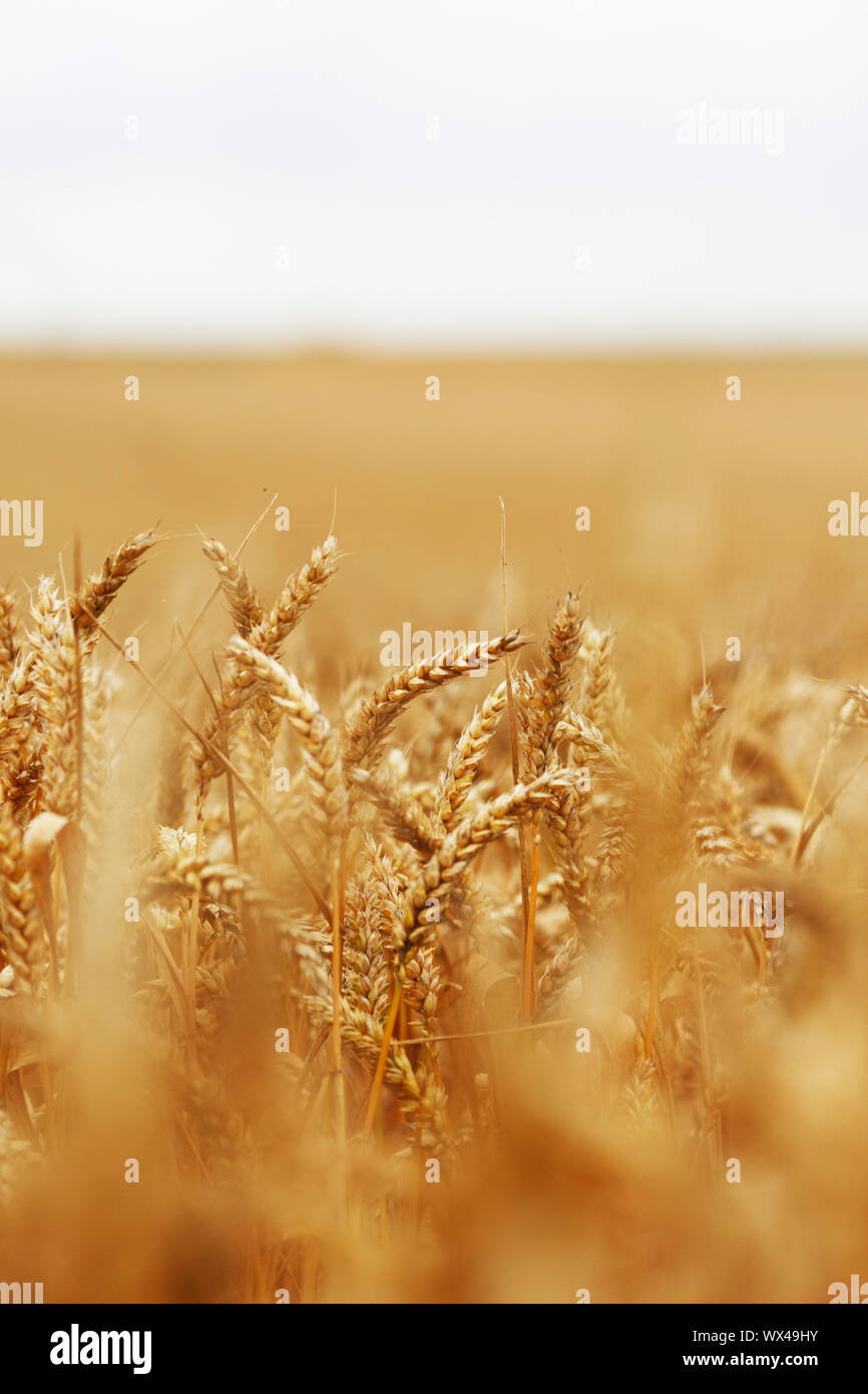 wheat close up on farm field Stock Photo - Alamy
