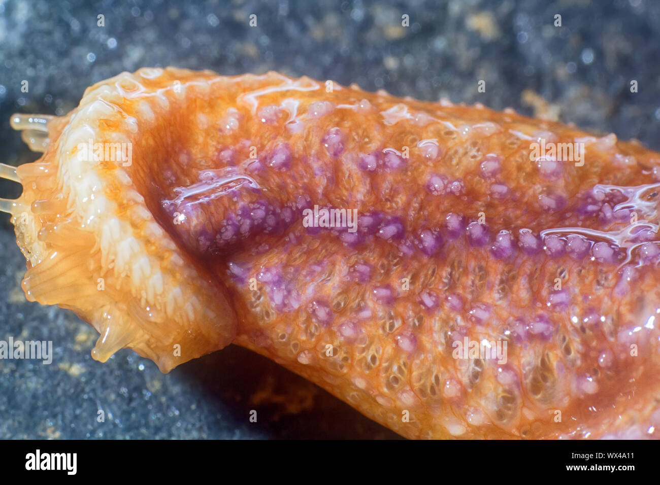 starfish ultra macro beam hand with suction cups Stock Photo - Alamy