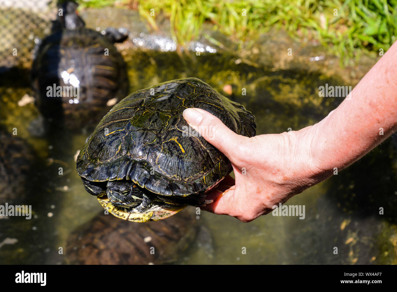 Trachemis hi-res stock photography and images - Alamy