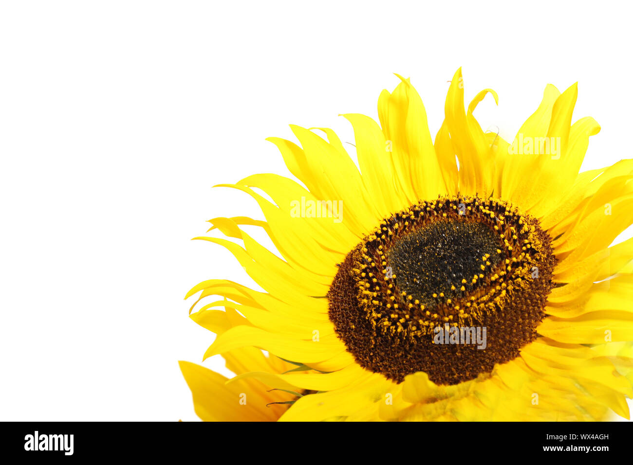 Closeup of a large yellow sunflower showing the disc florets and seeds ...